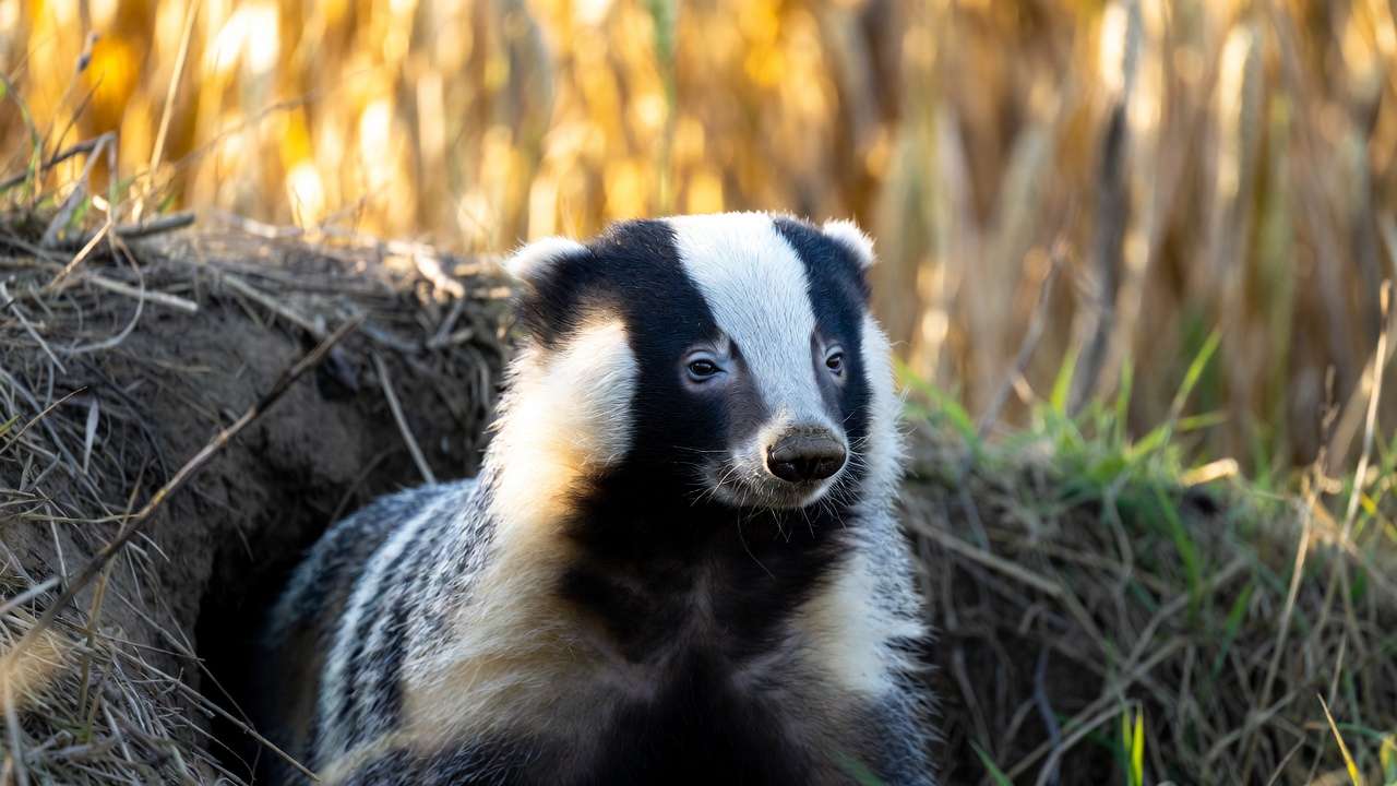 Harry Potter Houses Meaning Explained